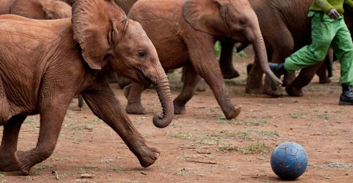 Nairobi tour to David Sheldrick wildlife trust. | GetYourGuide