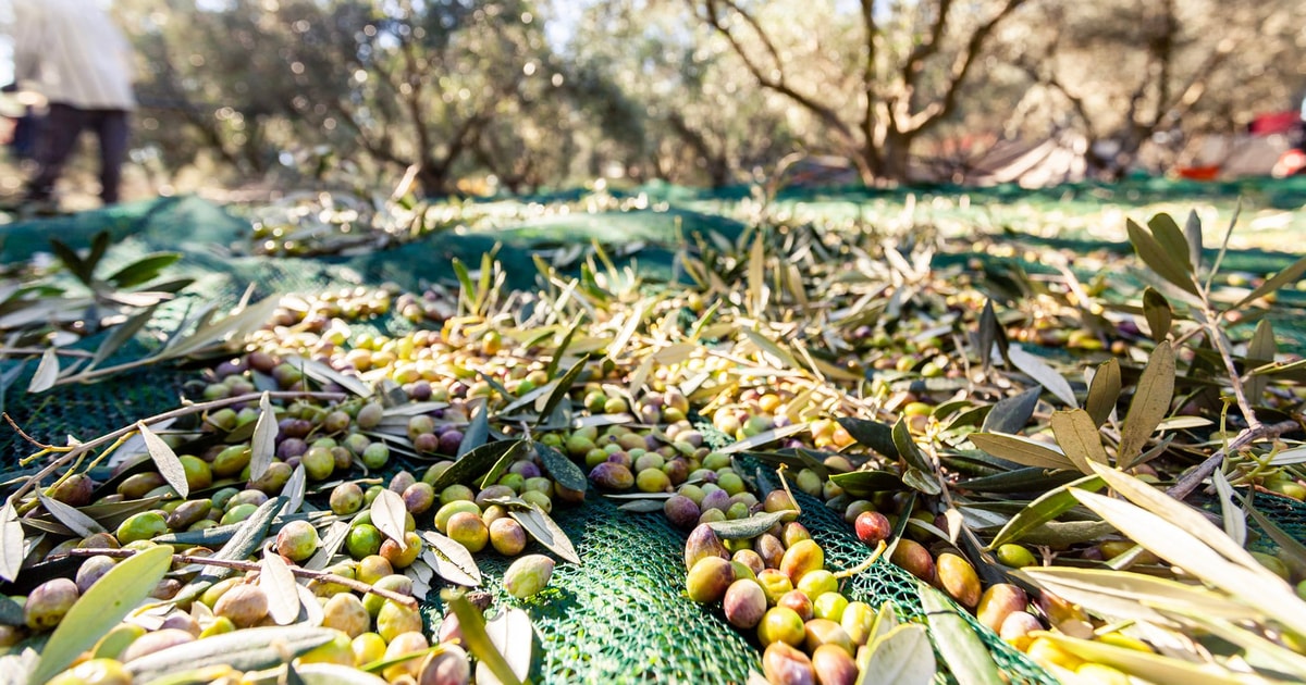 Corinto: Visita a la antigua Corinto en furgoneta y cata de aceite de ...