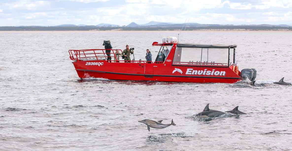 Nelson Bay: 1hr Dolphin Watch Express | GetYourGuide