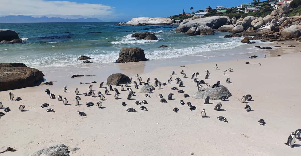 Private Halfday Penguin tour | GetYourGuide