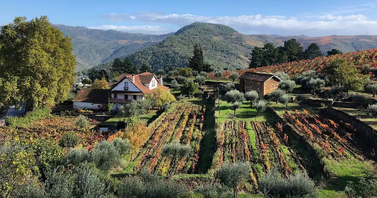 Dabiskā organiskā vīna degustācijas / saimniecības apmeklējums Douro ...