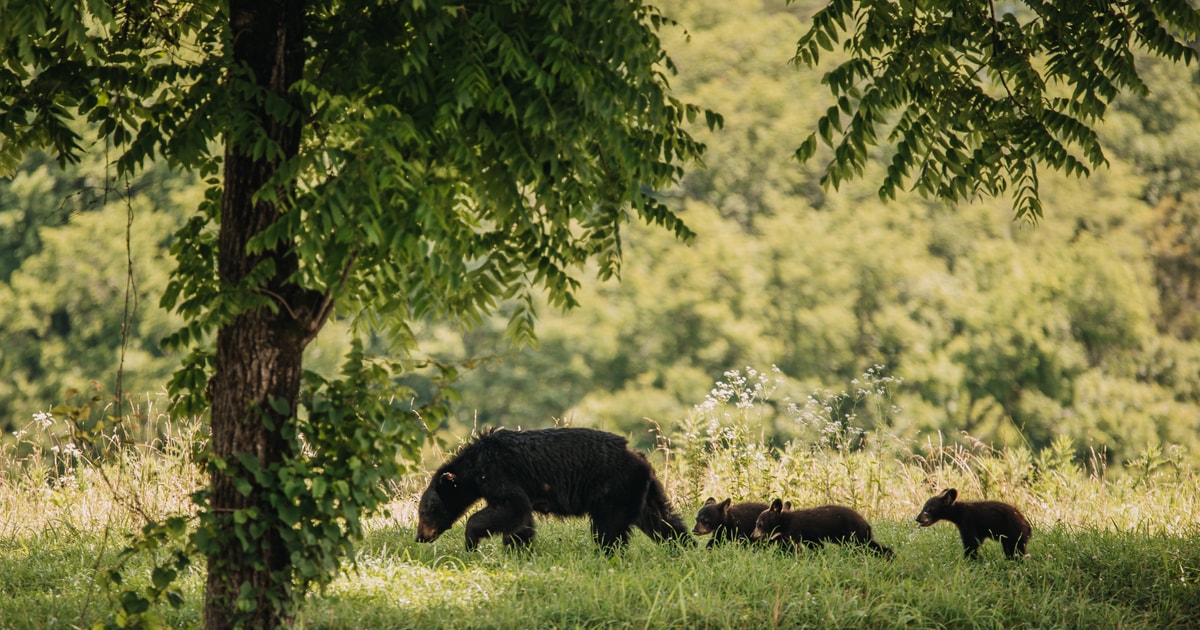 Banff: Highlights and Wildlife Group Tour | GetYourGuide
