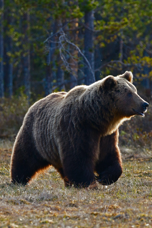 Banff, Highlights and Wildlife Group Tour - SuiteTrails