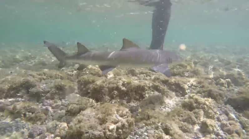 Experience with Lemon sharks | GetYourGuide