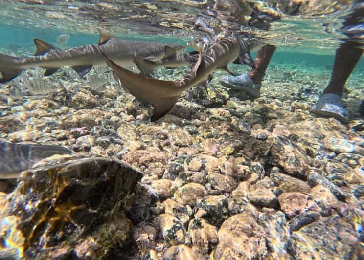 Experience with Lemon sharks | GetYourGuide