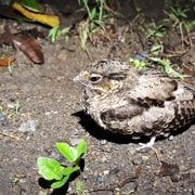 La Fortuna: Arenal Volcano Rainforest Night Tour | GetYourGuide