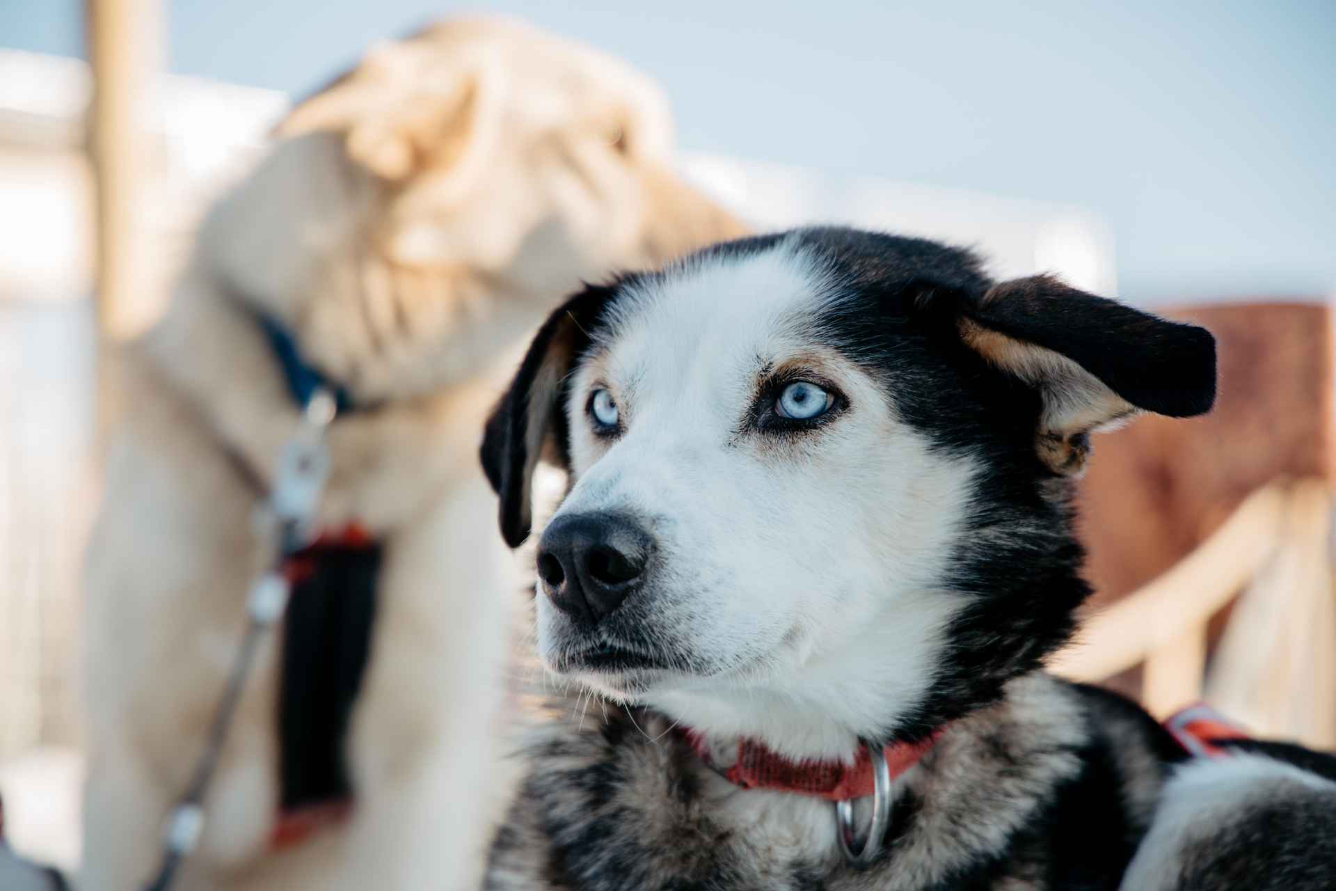 2,5 km Husky-Fahrt im Santa Claus Village | Guide to Europe