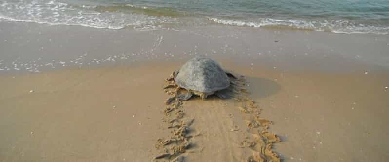 Santa Maria: Excursie pe plajă cu țestoase de mare din Capul Verde ...