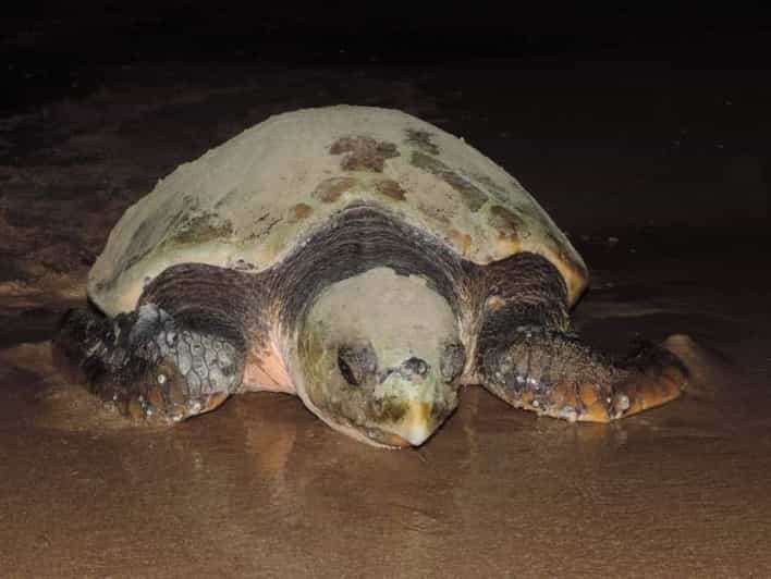 Santa Maria: Excursie pe plajă cu țestoase de mare din Capul Verde ...