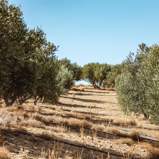 From Agios or Elounda: Zeus Cave & Knossos Palace Day Tour | GetYourGuide