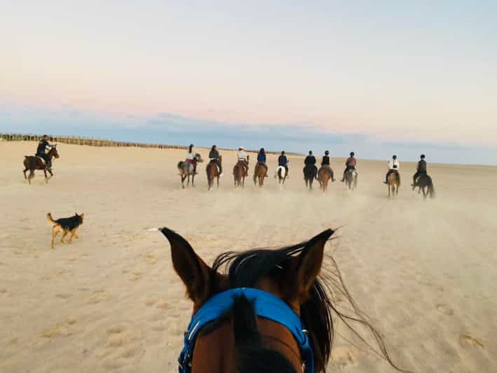 Sharm El Sheikh: Nabq Bay Park Beach Horse Riding Tour | GetYourGuide