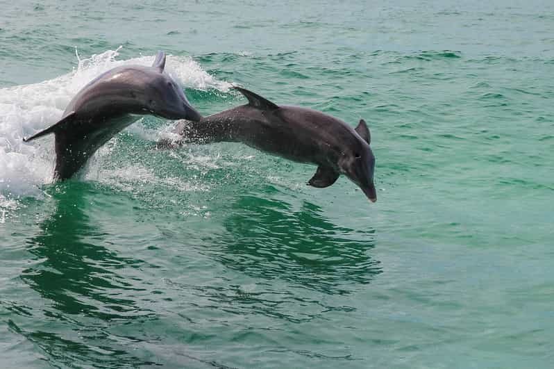 Destin: Crucero de Observación de Delfines | GetYourGuide