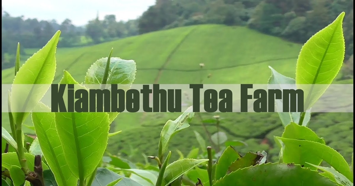 Kiambethu Tea Farm Tour with Lunch Inclusive | GetYourGuide