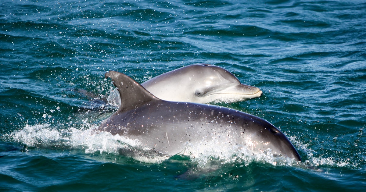 Port Stephens: Dolphin Watching Cruise | GetYourGuide
