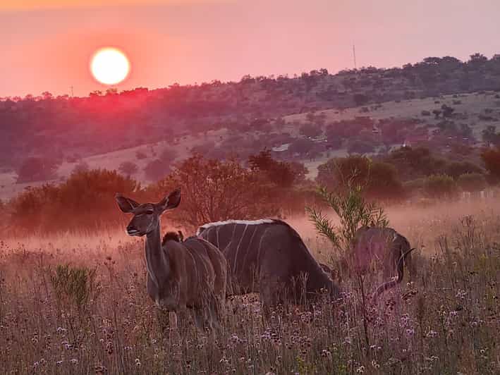 From Johannesburg: Full Day Safari to Dinokeng Game Reserve | GetYourGuide