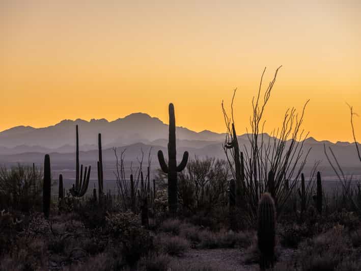 Tucson Turu: Saguaro & Mt. Lemmon Kendi Kendine Rehberli Ses Turu ...