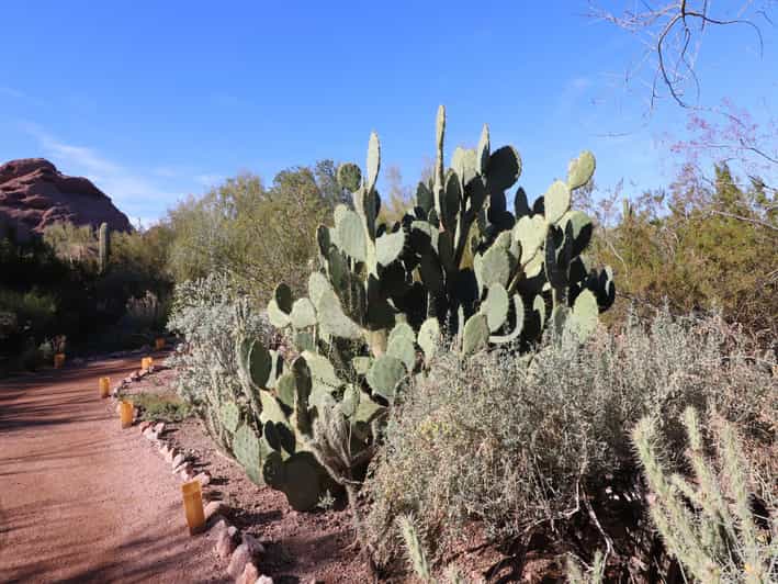 Tucson Turu: Saguaro & Mt. Lemmon Kendi Kendine Rehberli Ses Turu ...