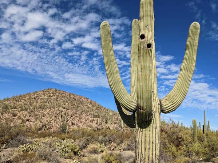 Tucson Turu: Saguaro & Mt. Lemmon Kendi Kendine Rehberli Ses Turu ...