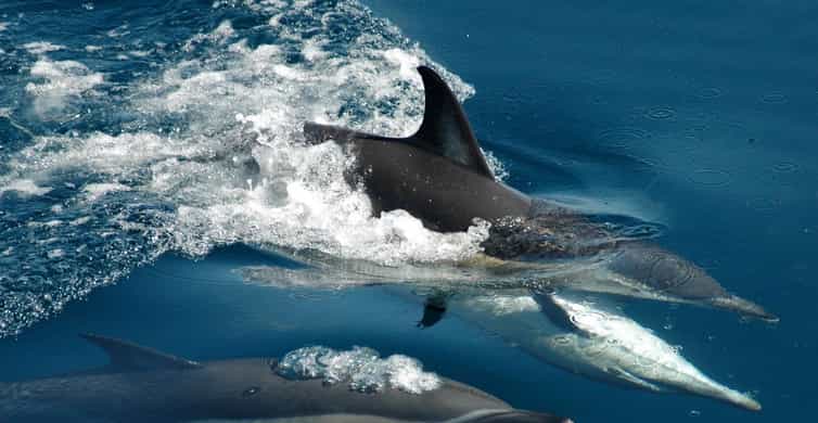 Auckland: Tikapa Moana Whales, Dolphins and Islands Cruise | GetYourGuide