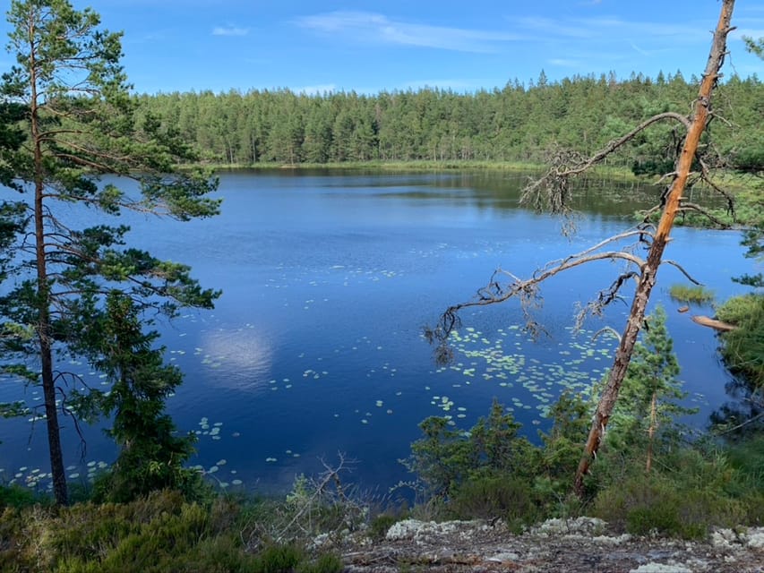 Stockholm: Tyresta National Park Sunset Hike with Meal | GetYourGuide