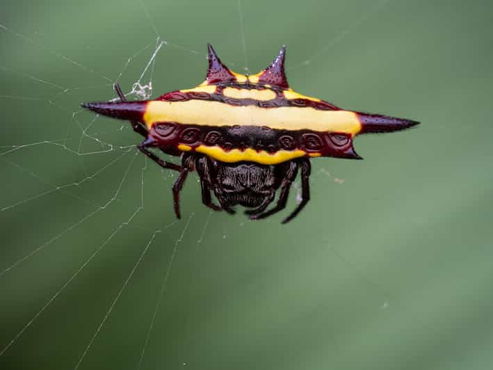 Cairns: Insect Photography Tour of Cairns Botanic Gardens | GetYourGuide