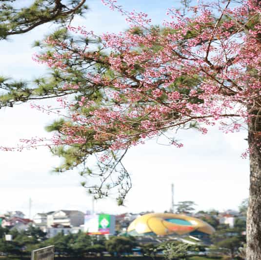 Nha Trang - Da Lat one day | GetYourGuide