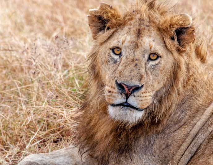 Safari di 6 giorni nei parchi Big Five della Tanzania settentrionale ...