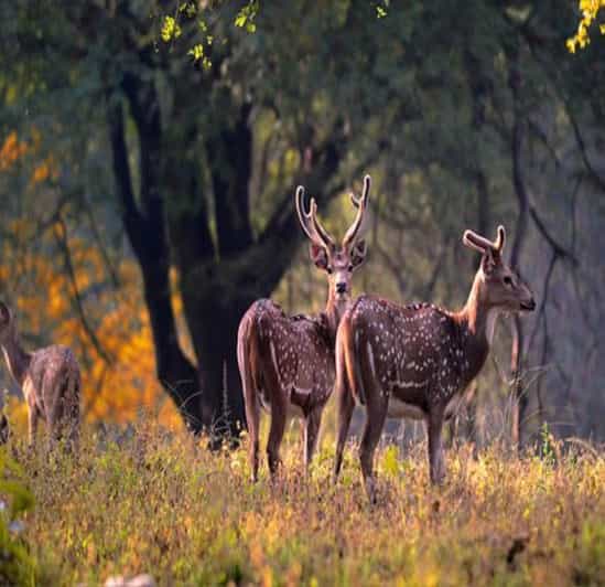 Delhi: Ranthambore National Park 3-Tages-Trip mit Tiger Safari ...