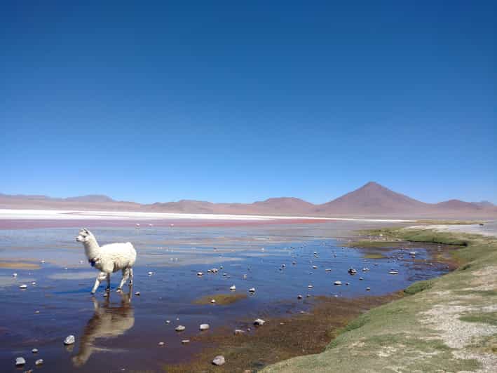 From Uyuni: 2-Day Uyuni salt flats & red lagoon. | GetYourGuide