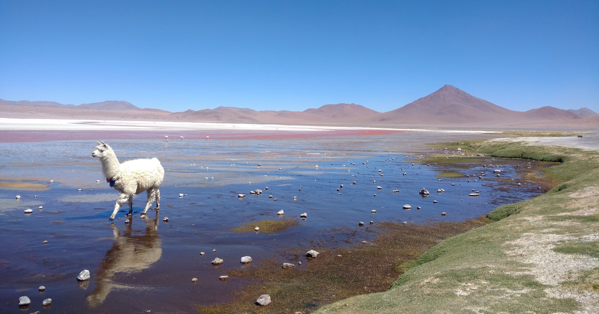 Desde Uyuni: Salar de Uyuni de 2 días y laguna roja. | GetYourGuide
