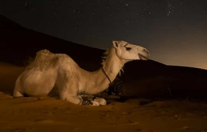 Doha: Night Desert Safari with Stargazing & Camel Ride | GetYourGuide