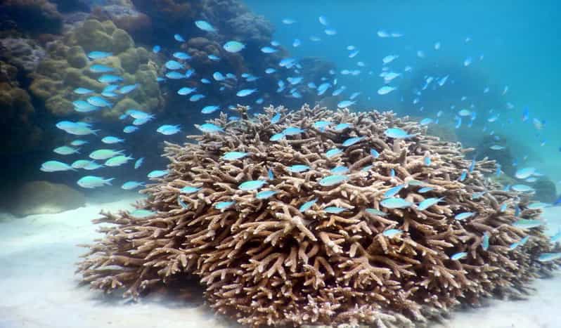 Mahe Island: Zip Lining and Marine Park Snorkeling Excursion | GetYourGuide