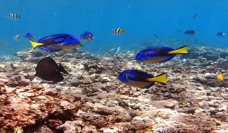 Mahe Island: Zip Lining and Marine Park Snorkeling Excursion | GetYourGuide