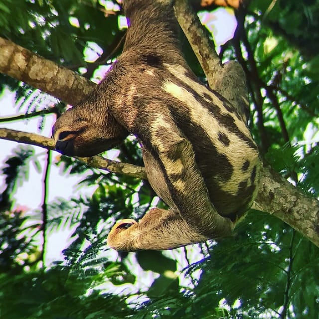 Cachuela's Parrots Claylick, Collpa Cachuela | GetYourGuide