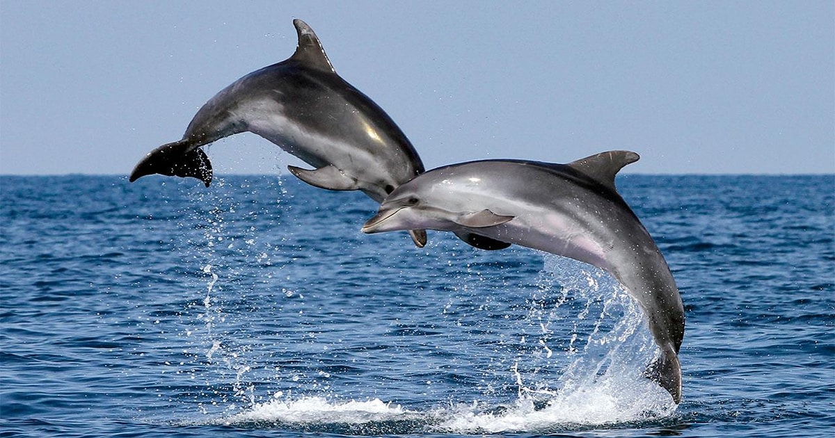 Dolphin House And Snorkeling Day Trip By Boat - Hurghada | GetYourGuide