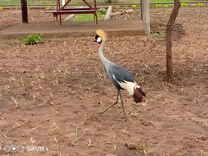 Lilongwe City Day Tour | GetYourGuide