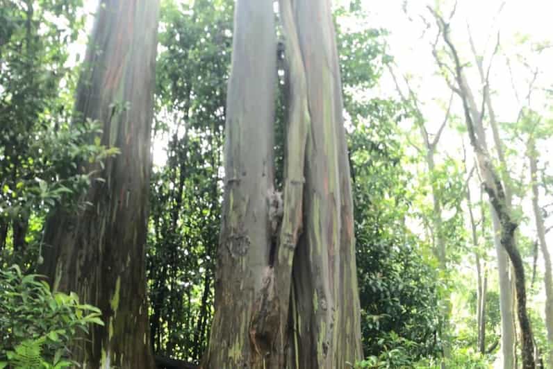 Maui: Valle de Iao, Plantación Tropical y Excursión a la Granja de ...