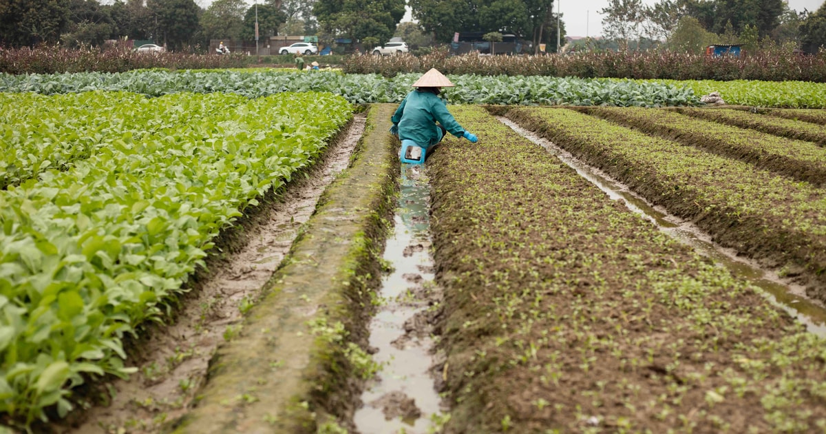 Tour fotografico: campi di riso di Hanoi | GetYourGuide