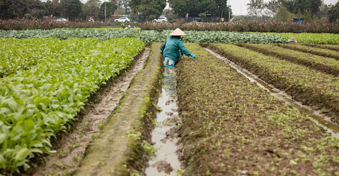 Photo Tour: Hanoi Rice Fields | GetYourGuide