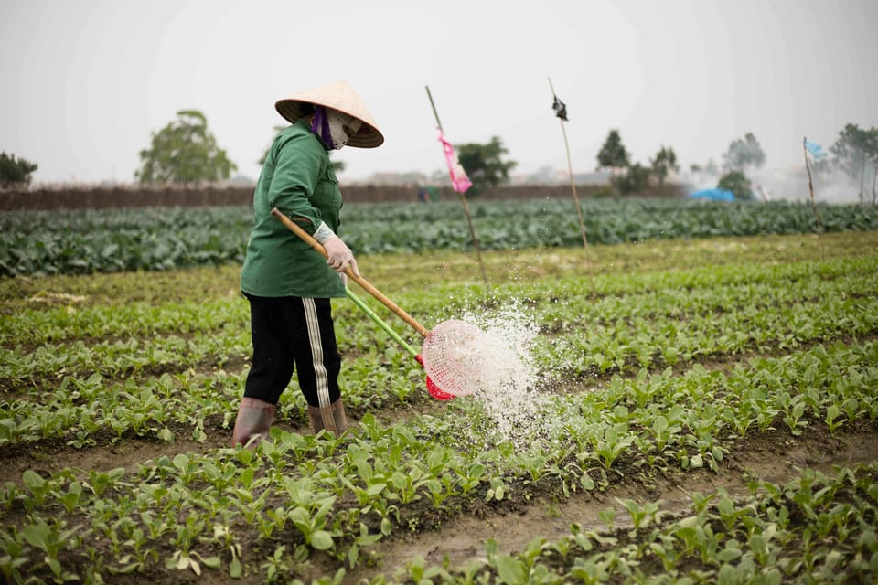 Photo Tour: Hanoi Rice Fields | GetYourGuide