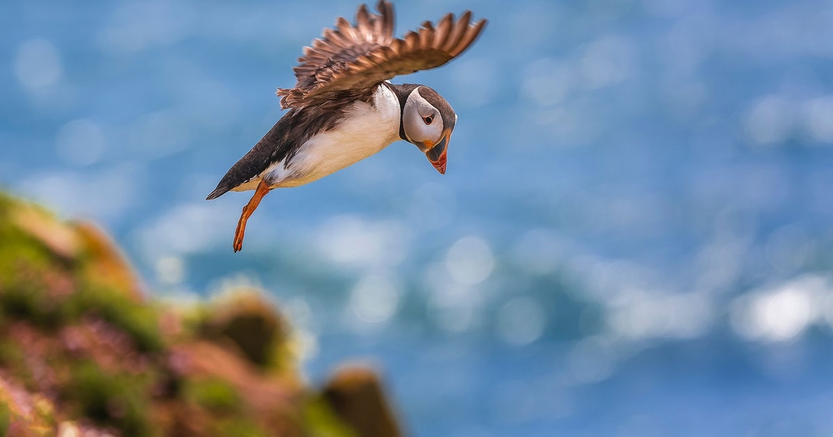 Dublin: Howth Coast Boat Tour of Ireland's Eye (landing) | GetYourGuide