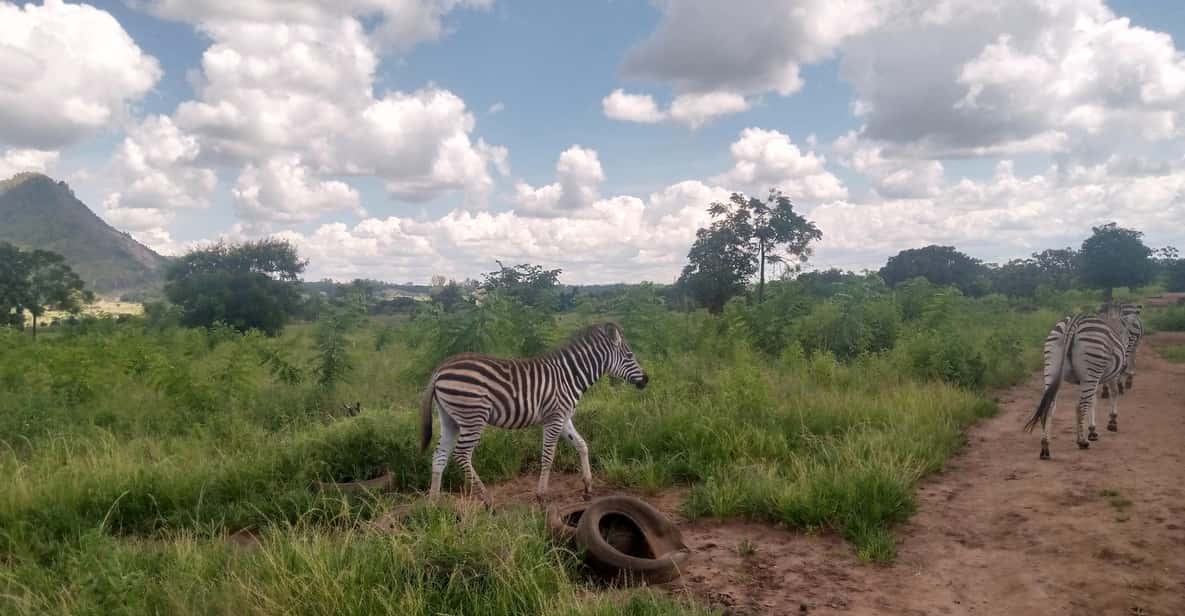 Malawi wildlife safari Tour | GetYourGuide