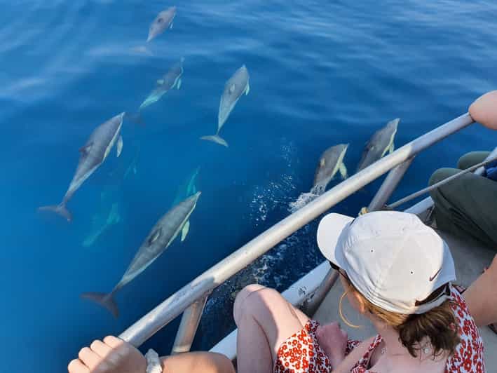 Tauranga: Guided Dolphin and Wildlife Watching Cruise | GetYourGuide