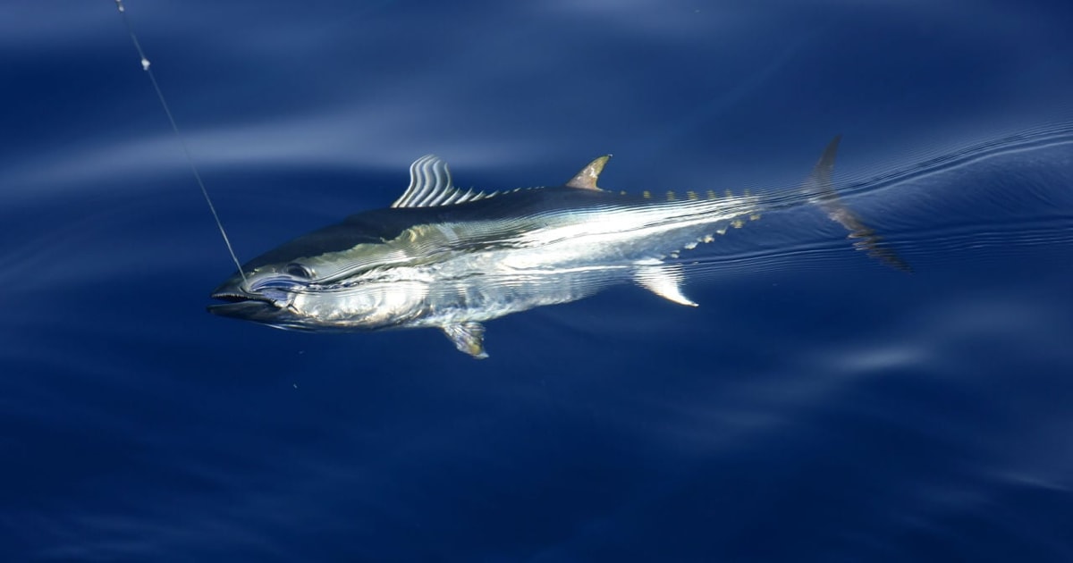 From Rhodes: Half or Full-Day Fishing in The Mediterranean | GetYourGuide