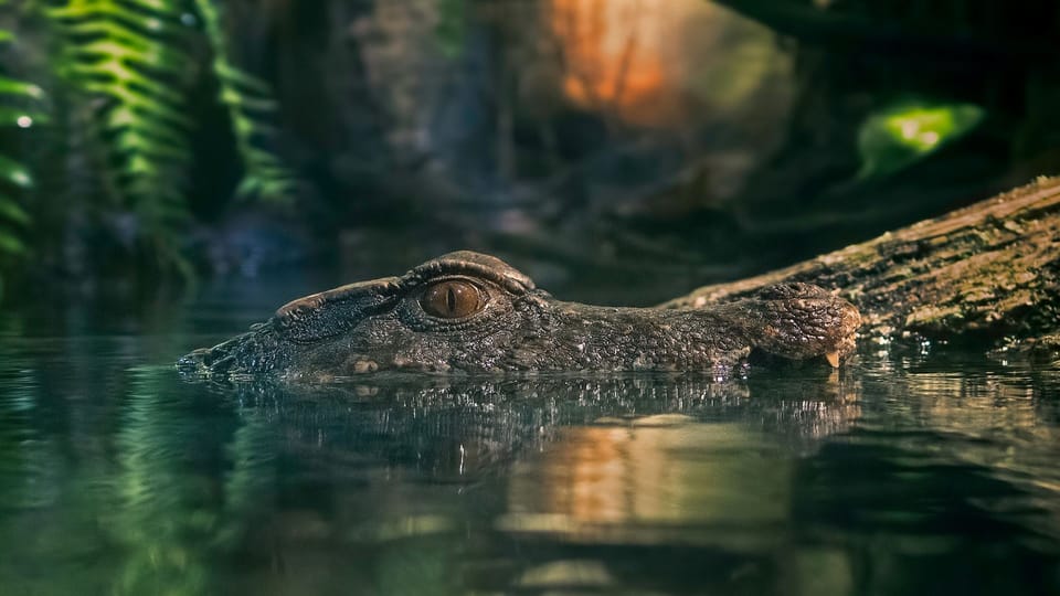 Amazon Jungle Tour & Alligators Night Watch from Manaus | GetYourGuide