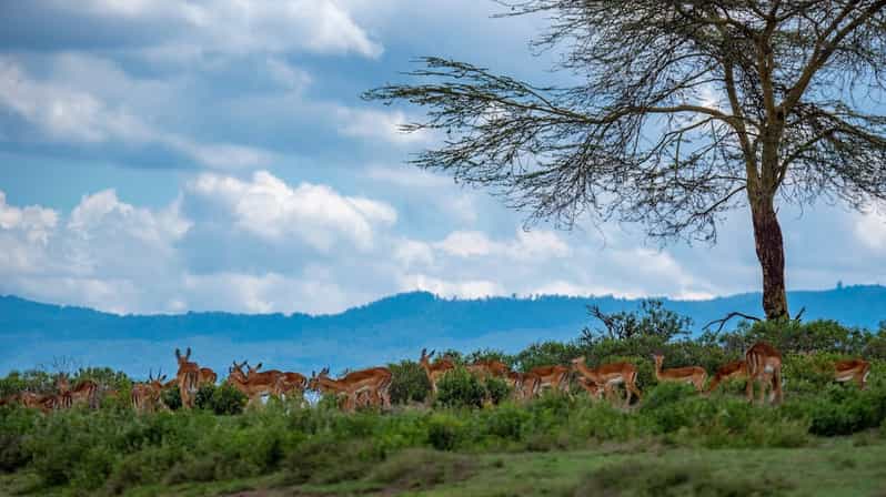 From Nairobi: Boat Ride & Crescent Island walking Tour | GetYourGuide