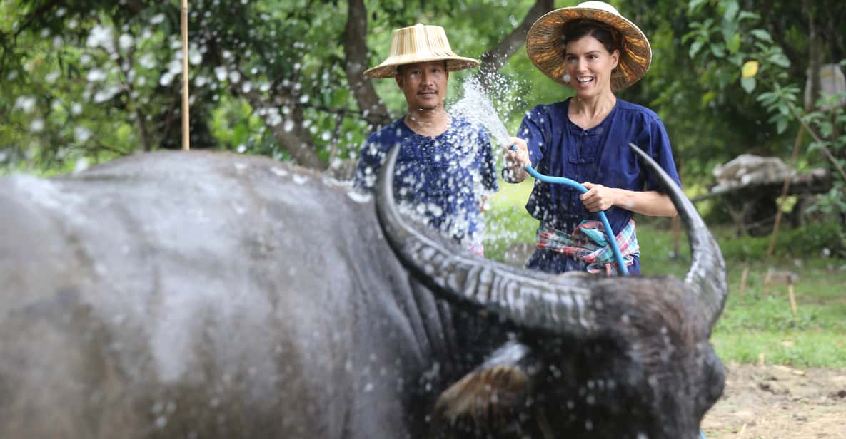 Chiang Mai Thailändische Büffel Duschen Und Reis Pflanzen Getyourguide 4657