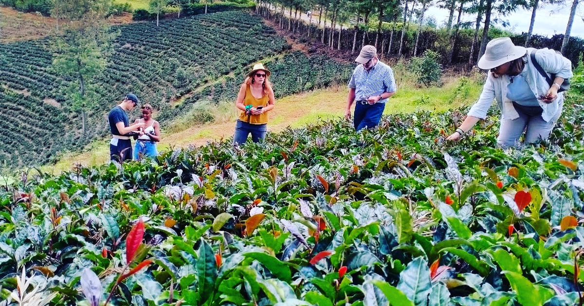 From Nairobi: Purple Tea Farm Private Half-Day Tour | GetYourGuide