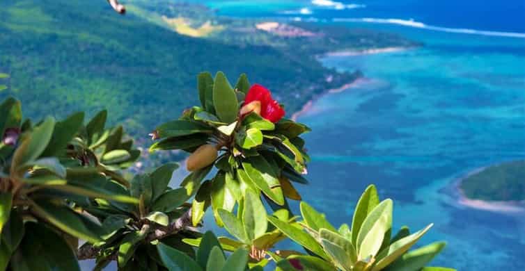 Private Hiking le Morne Mountain & Lunch at Ilot Fourneau | GetYourGuide