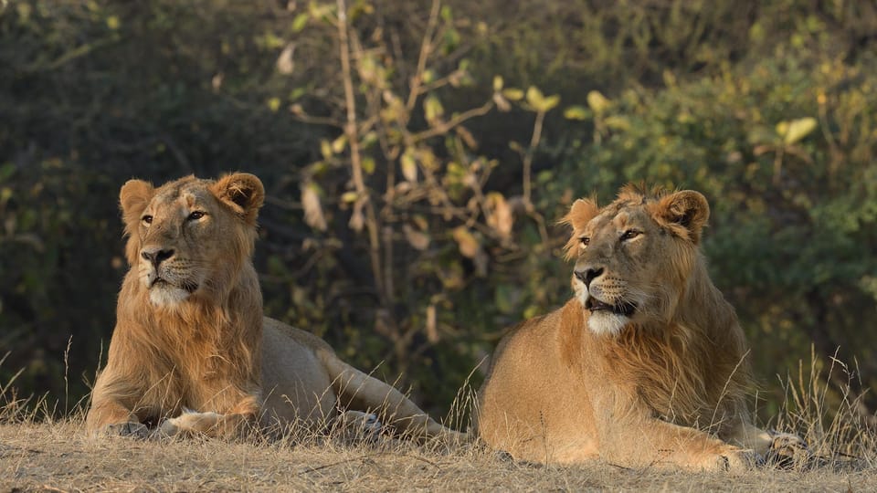 Sasan Gir: Devalia Park Safari with Skip-the-Line Access | GetYourGuide